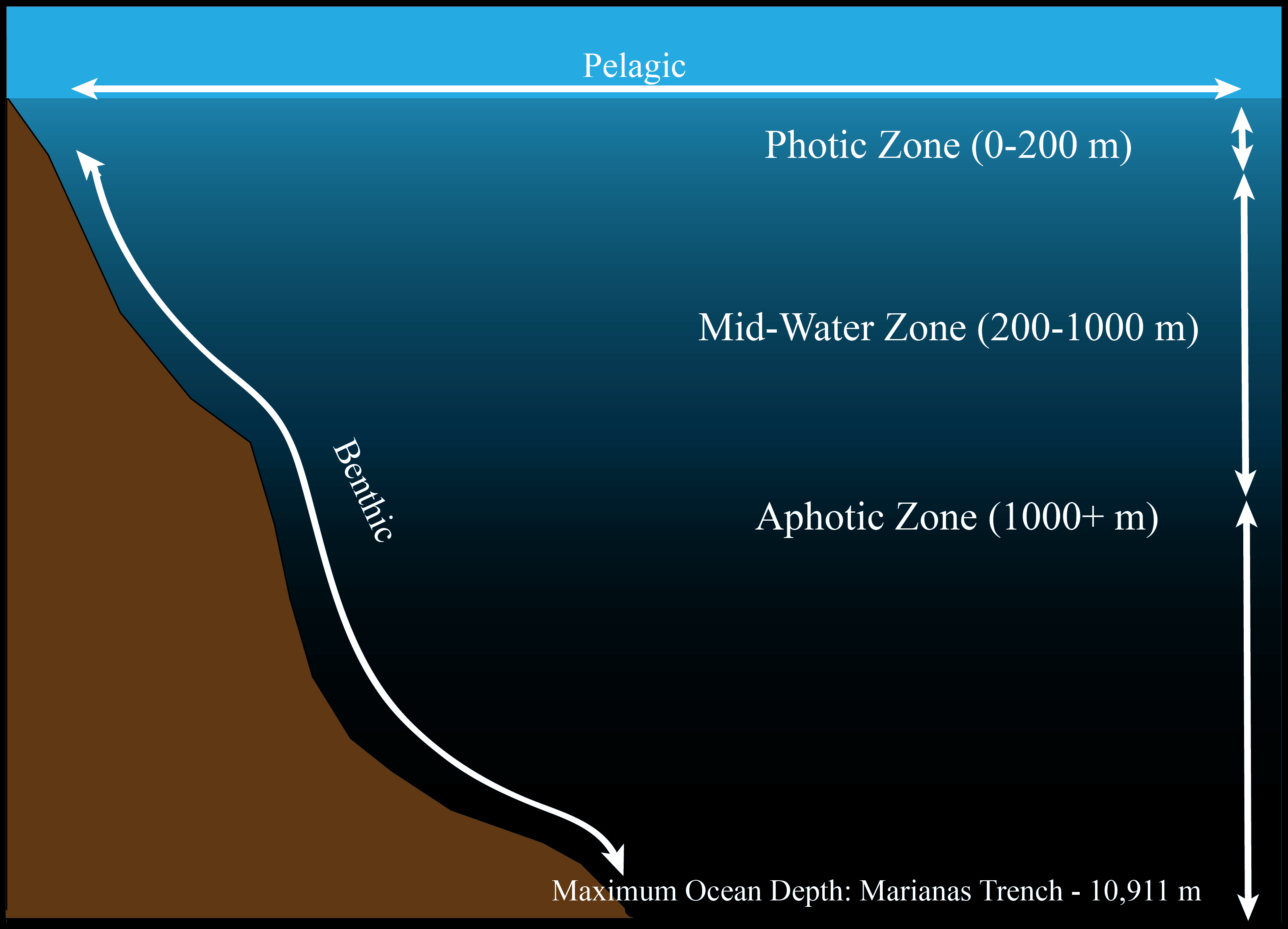 Oceans Facts Information Video Lesson Transcript Study Oceans Facts Information Video Lesson Transcript Study