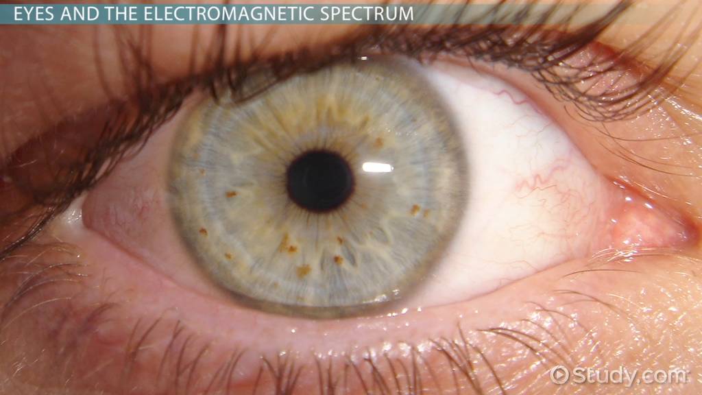 How Does Vision Work Video Lesson Transcript Study