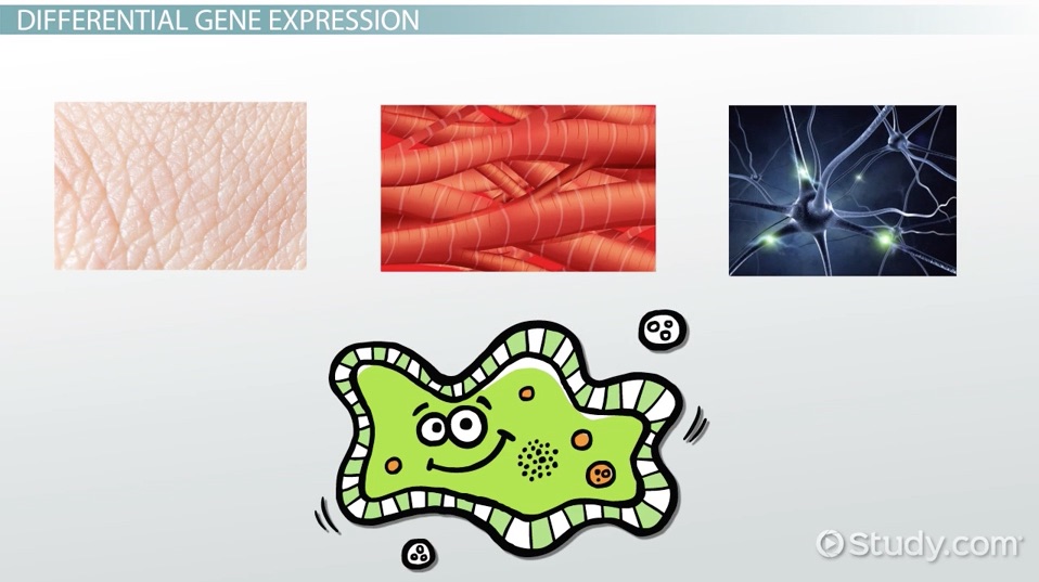 Differential Gene Expression Techniques At Leticia Martinez Blog Differential Gene Expression Techniques At Leticia Martinez Blog