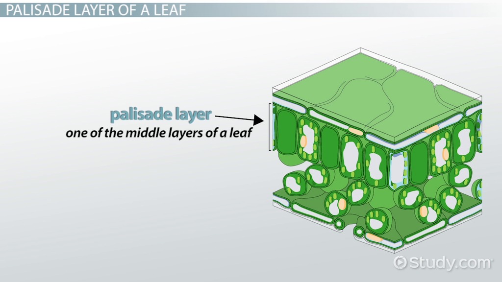 Palisade Layer Of A Leaf Function Definition Video Lesson Palisade Layer Of A Leaf Function Definition Video Lesson