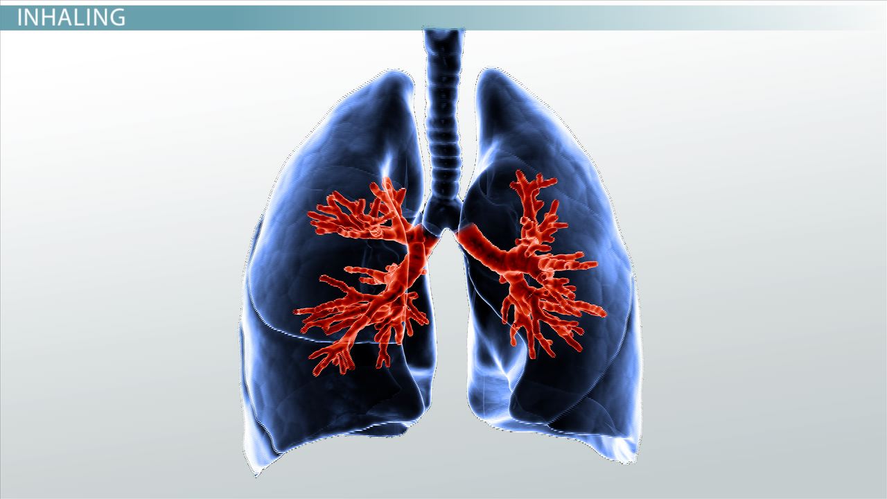 How Our Lungs Work Main Processes Function Video Lesson How Our Lungs Work Main Processes Function Video Lesson