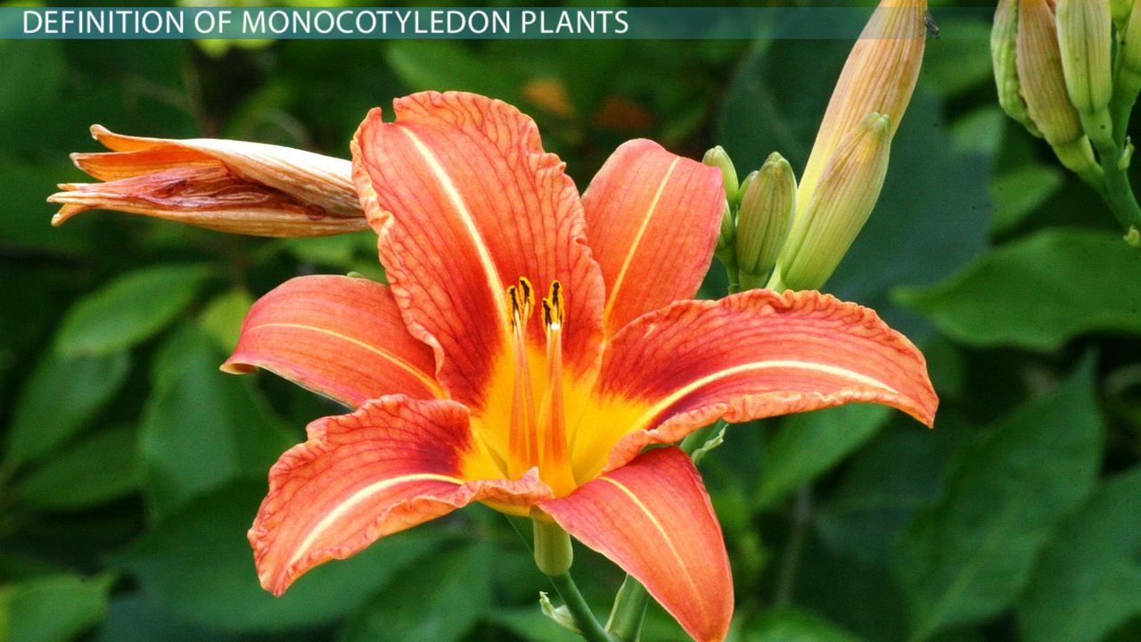 Monocot Flower Pictures Xxx Porn Trailer