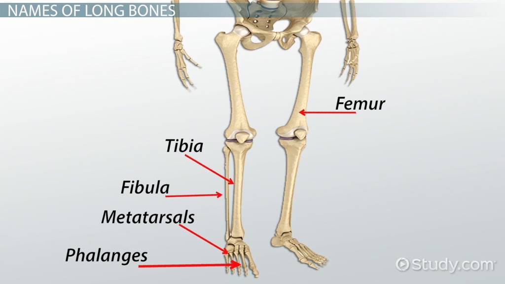 Long Bones In The Human Body Video Lesson Transcript Study
