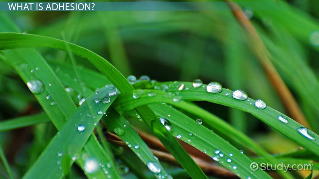Adhesion Water