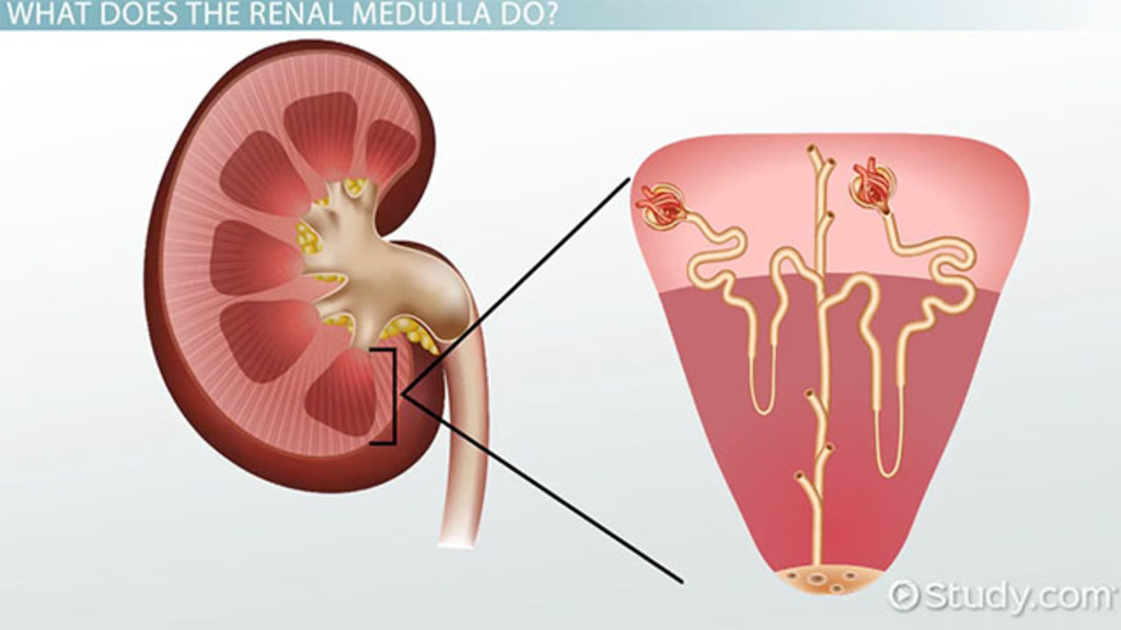 Renal Medulla Definition Function Video Lesson Transcript Renal Medulla Definition Function Video Lesson Transcript