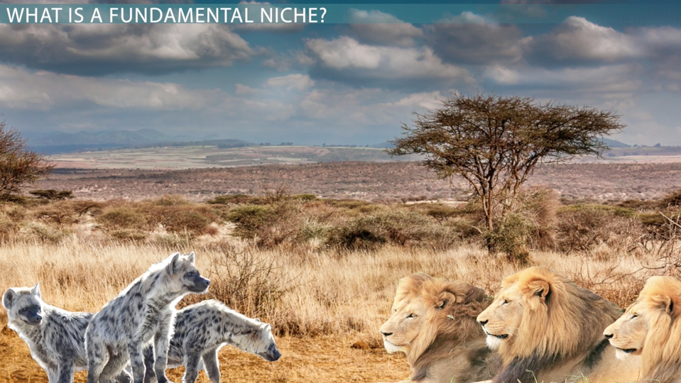 Fundamental Niche Definition Example Video Lesson Transcript
