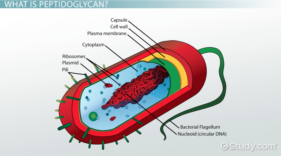 Peptidoglycan Definition Function Structure Video Lesson Peptidoglycan Definition Function Structure Video Lesson