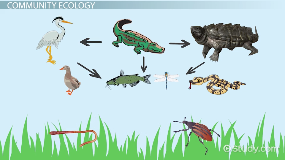 Community Examples Ecology Community Examples Ecology