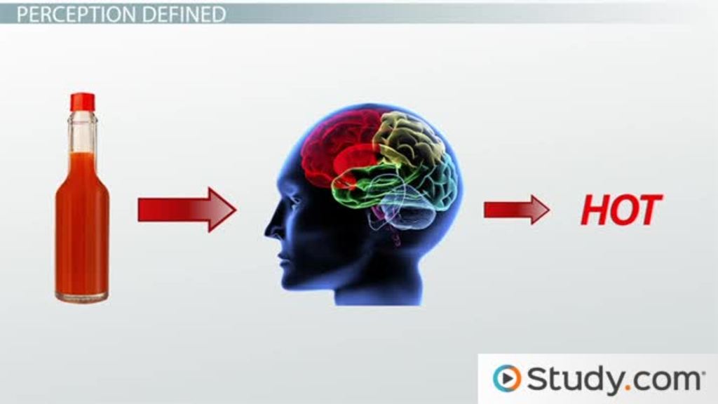 What Is Perception In Psychology Definition Theory Video
