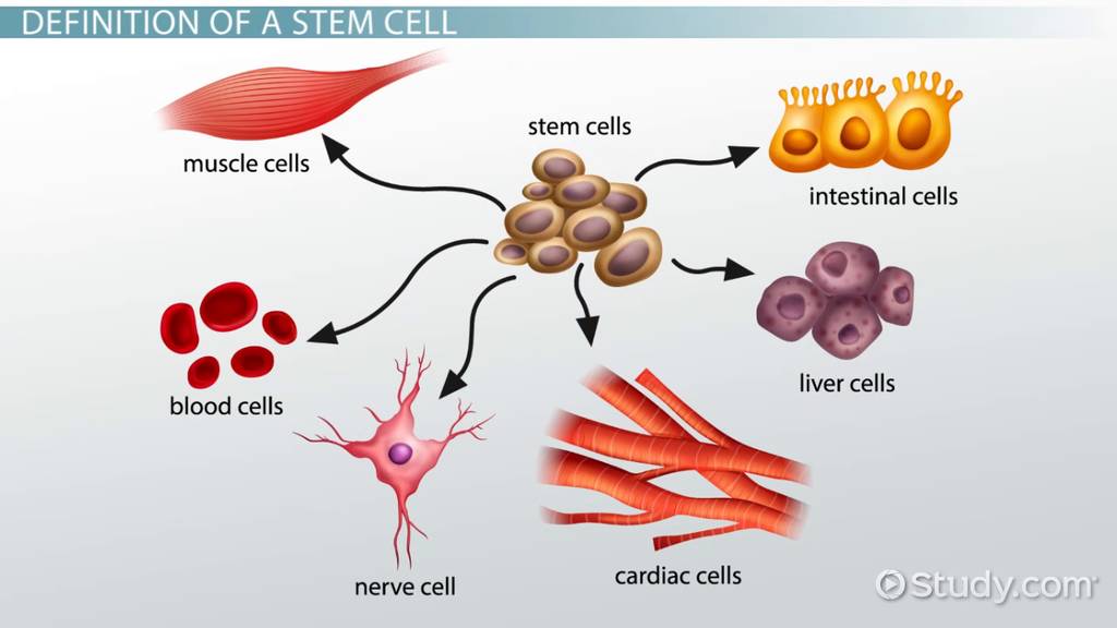 Cell Differentiation Examples