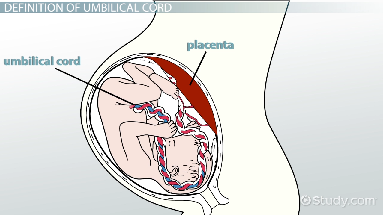 What Is The Umbilical Cord Definition Function Video Lesson What Is The Umbilical Cord Definition Function Video Lesson