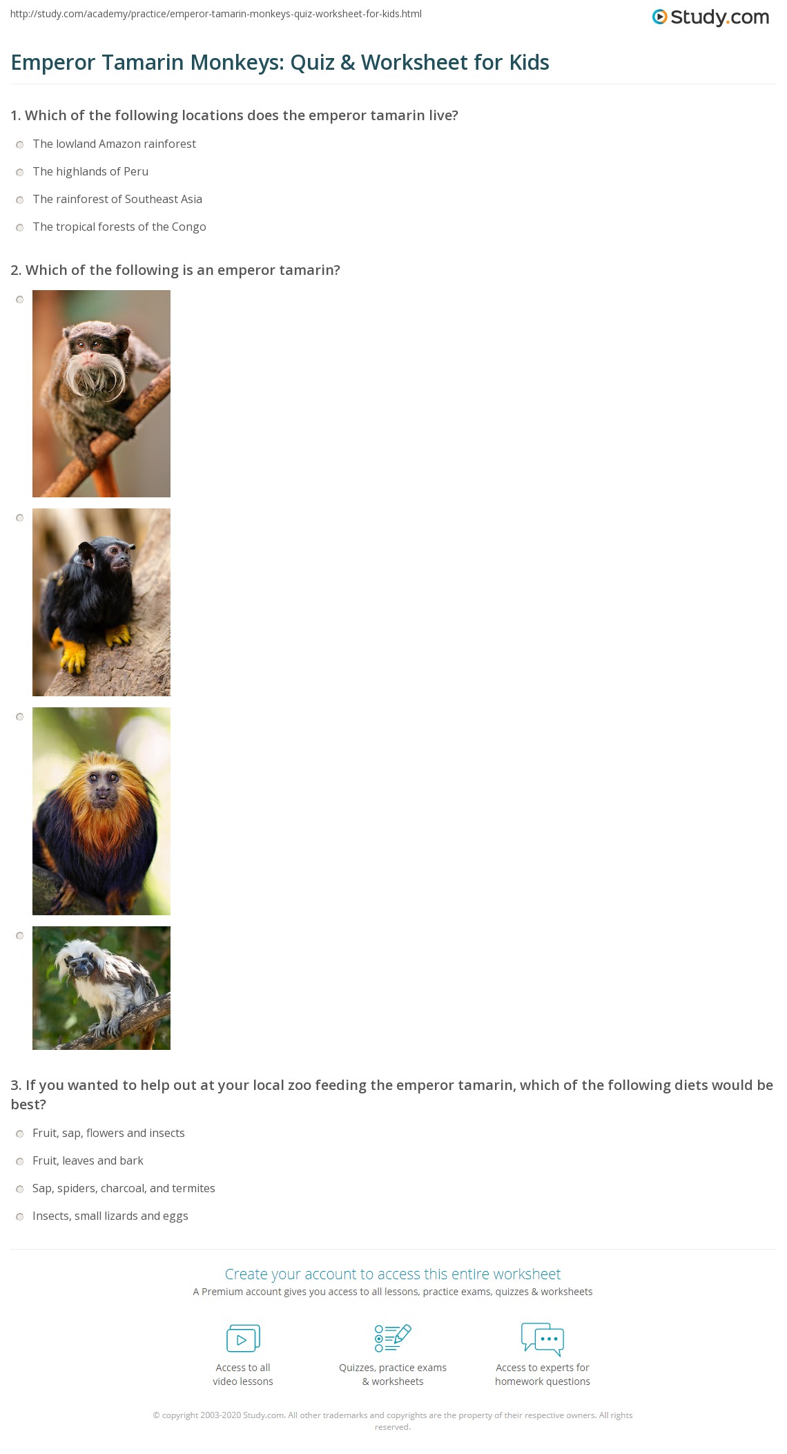 Emperor Tamarin Monkeys: Quiz & Worksheet for Kids | Study.com