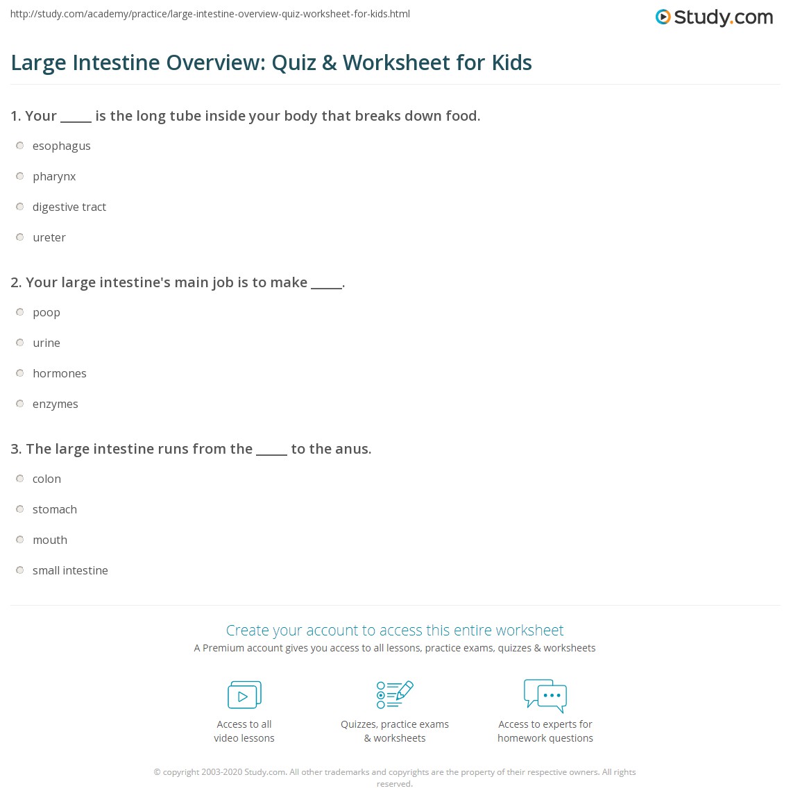 Large Intestine Overview: Quiz & Worksheet for Kids | Study.com