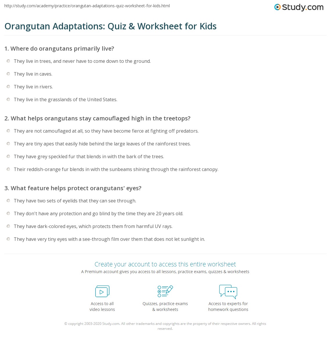 Orangutan Adaptations: Quiz & Worksheet for Kids | Study.com