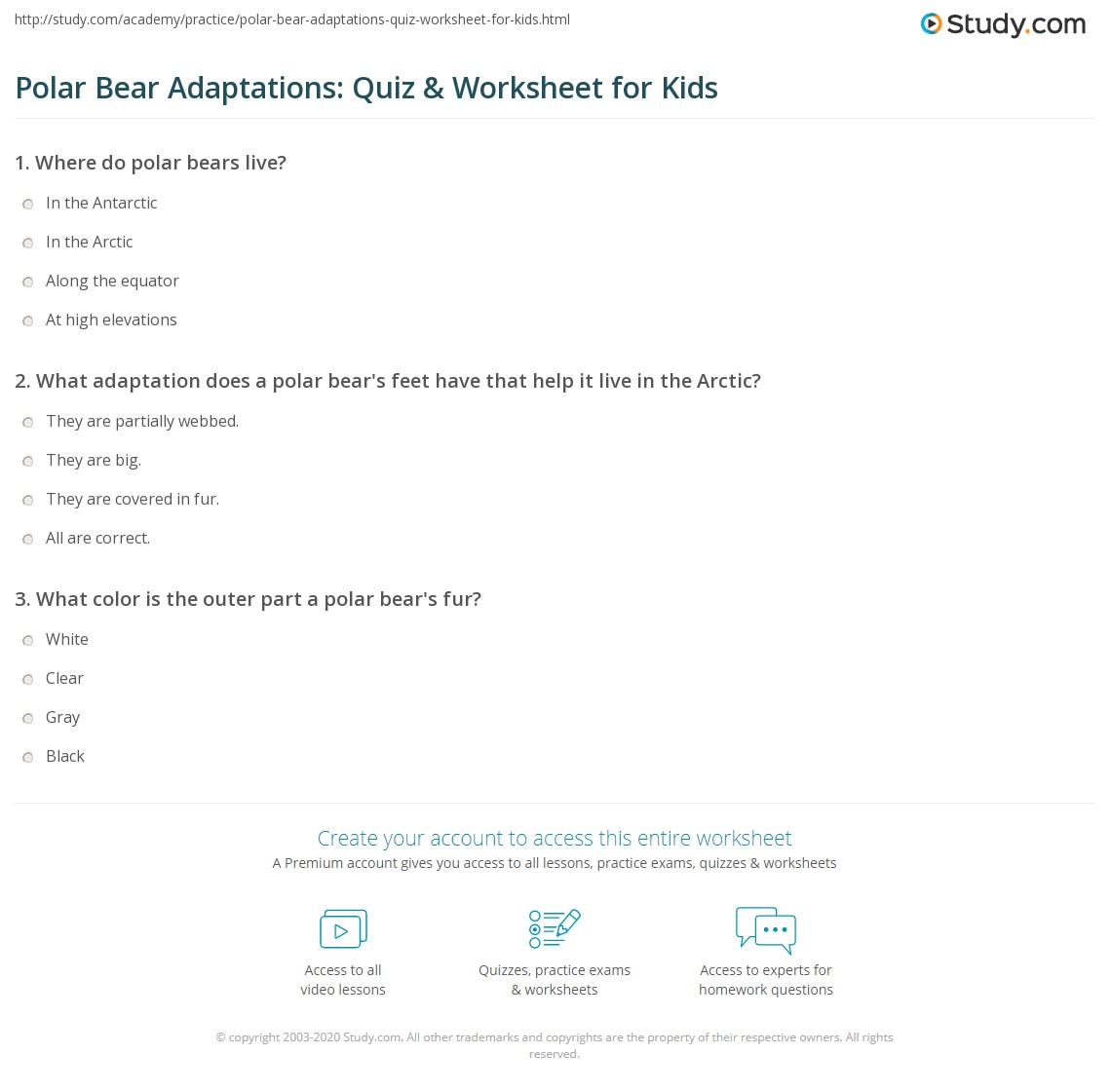 Polar Bear Adaptations: Quiz & Worksheet for Kids | Study.com
