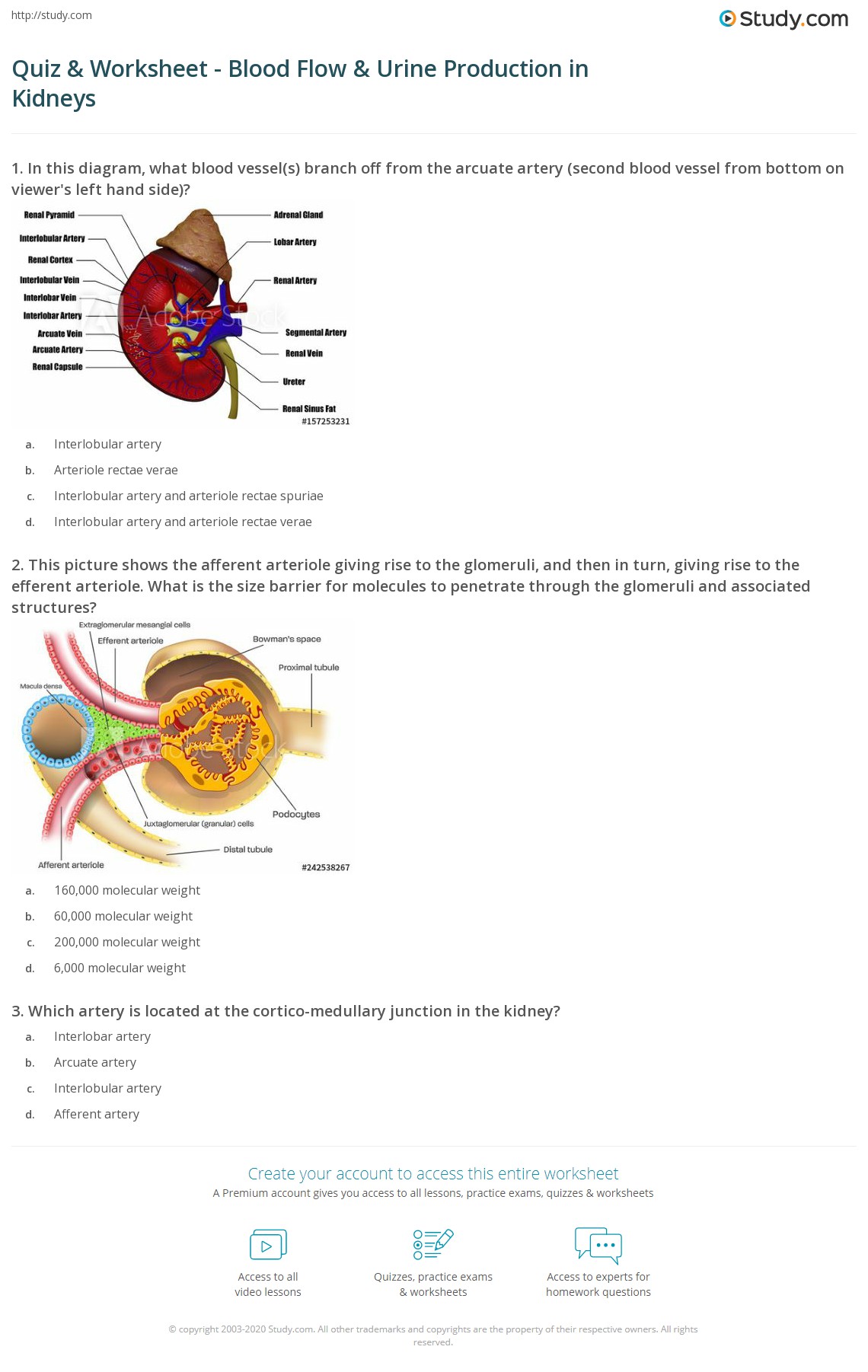 Quiz & Worksheet - Blood Flow & Urine Production in Kidneys | Study.com