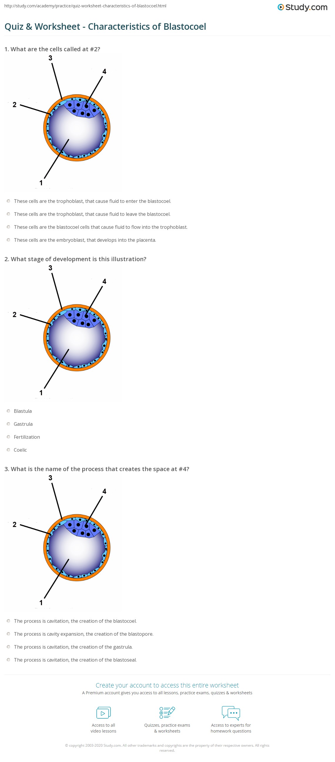 Quiz & Worksheet - Characteristics of Blastocoel | Study.com