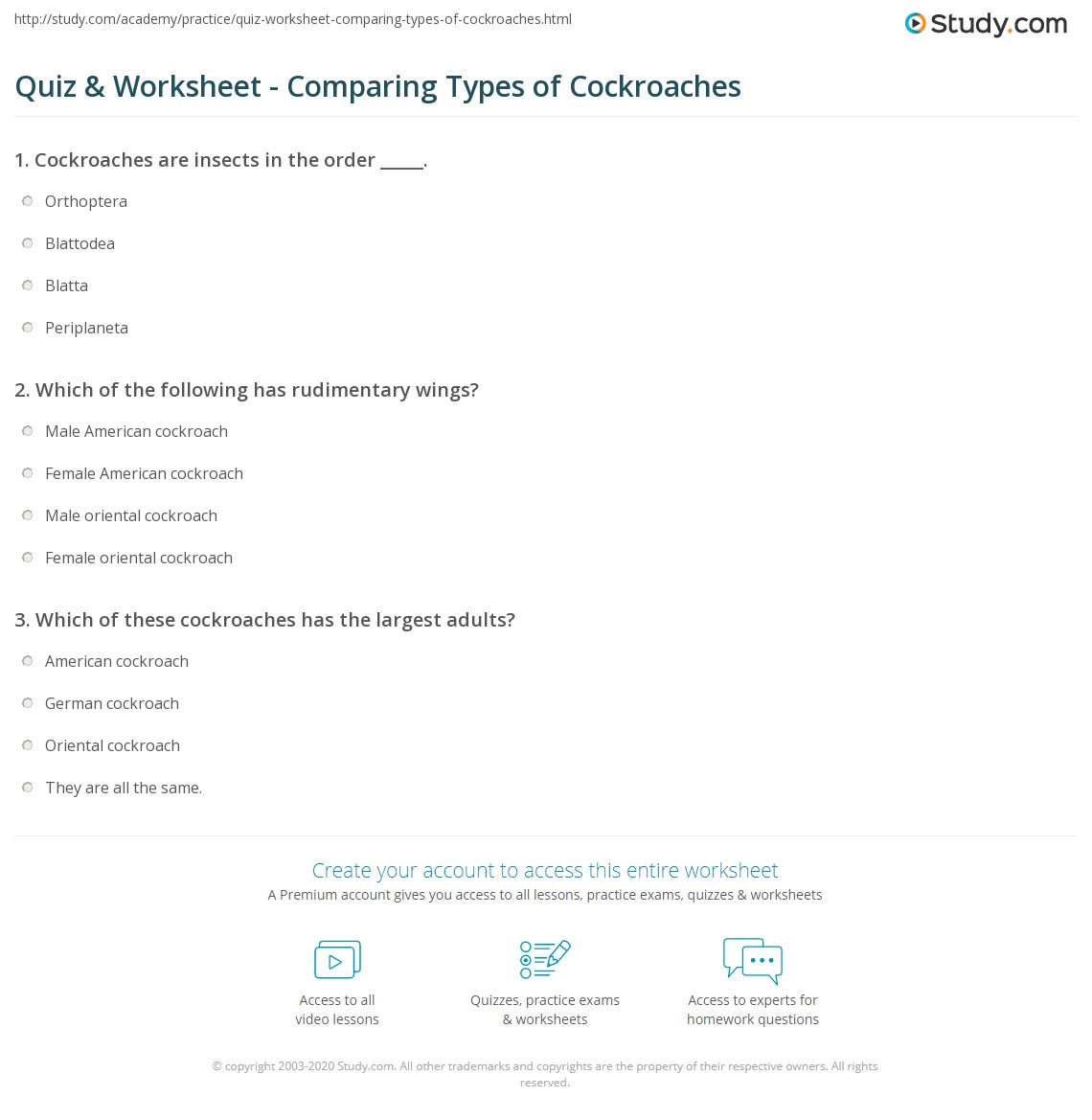Quiz & Worksheet - Comparing Types of Cockroaches | Study.com