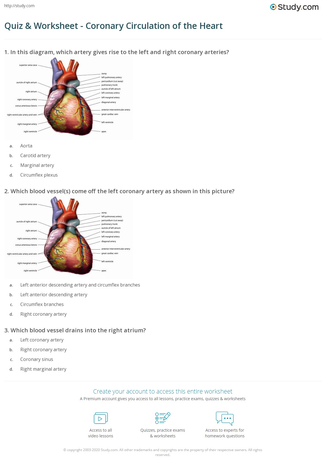 Quiz Worksheet Coronary Circulation Of The Heart Study Quiz Worksheet Coronary Circulation Of The Heart Study
