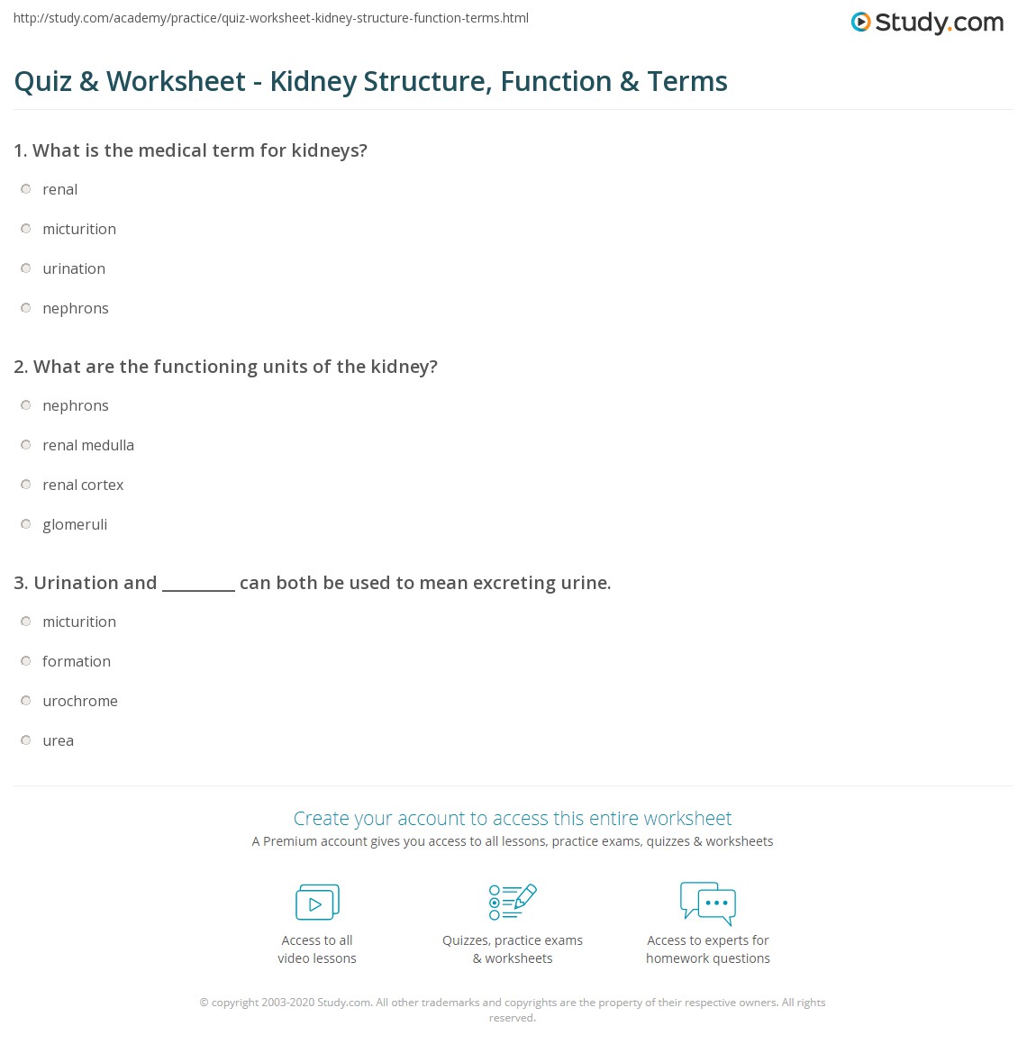 Quiz & Worksheet - Kidney Structure, Function & Terms | Study.com