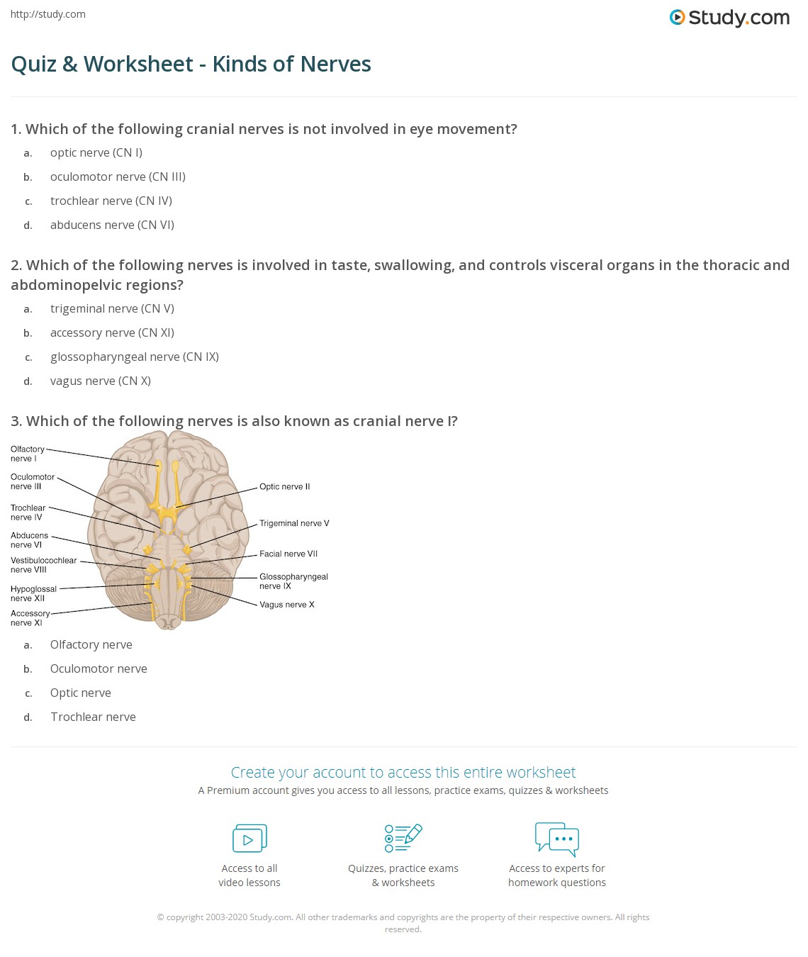 Quiz & Worksheet - Kinds of Nerves | Study.com
