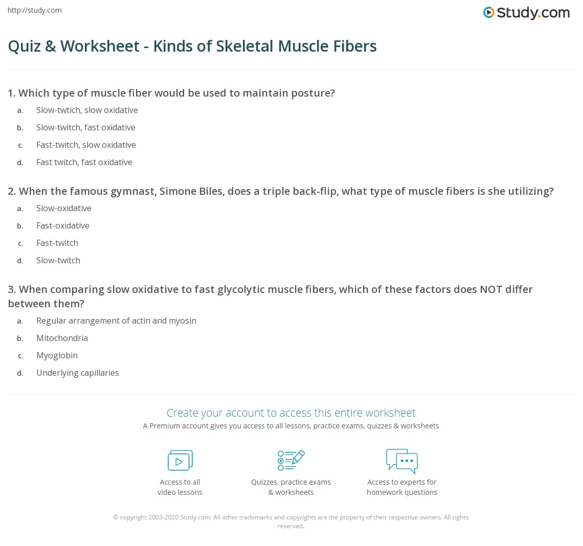 Quiz & Worksheet - Kinds of Skeletal Muscle Fibers | Study.com