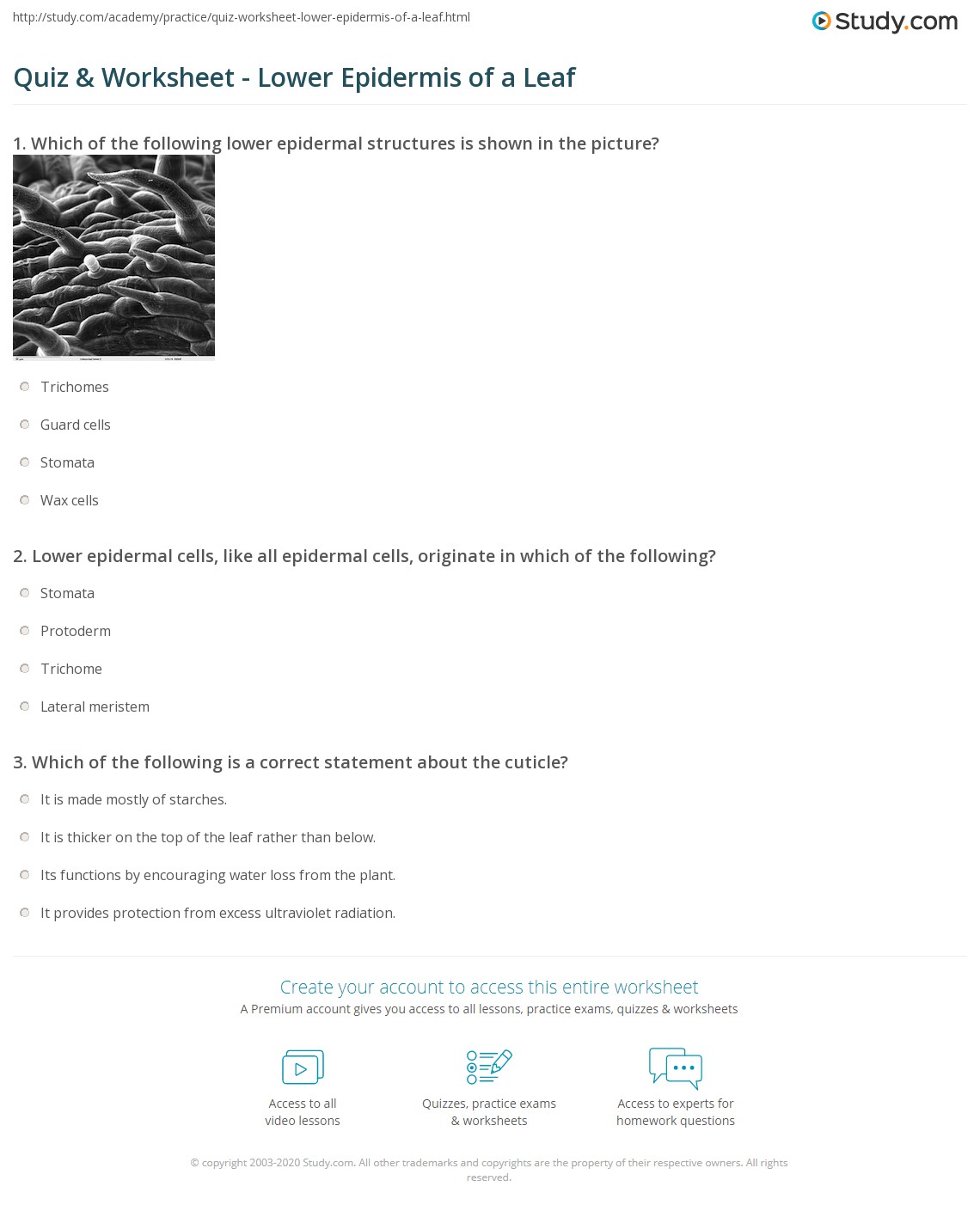 Quiz & Worksheet - Lower Epidermis of a Leaf | Study.com