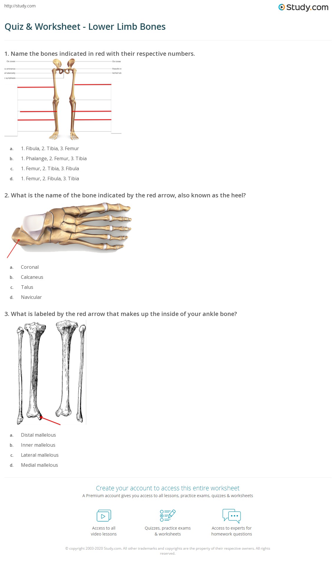 Quiz Worksheet Lower Limb Bones Study Quiz Worksheet Lower Limb Bones Study