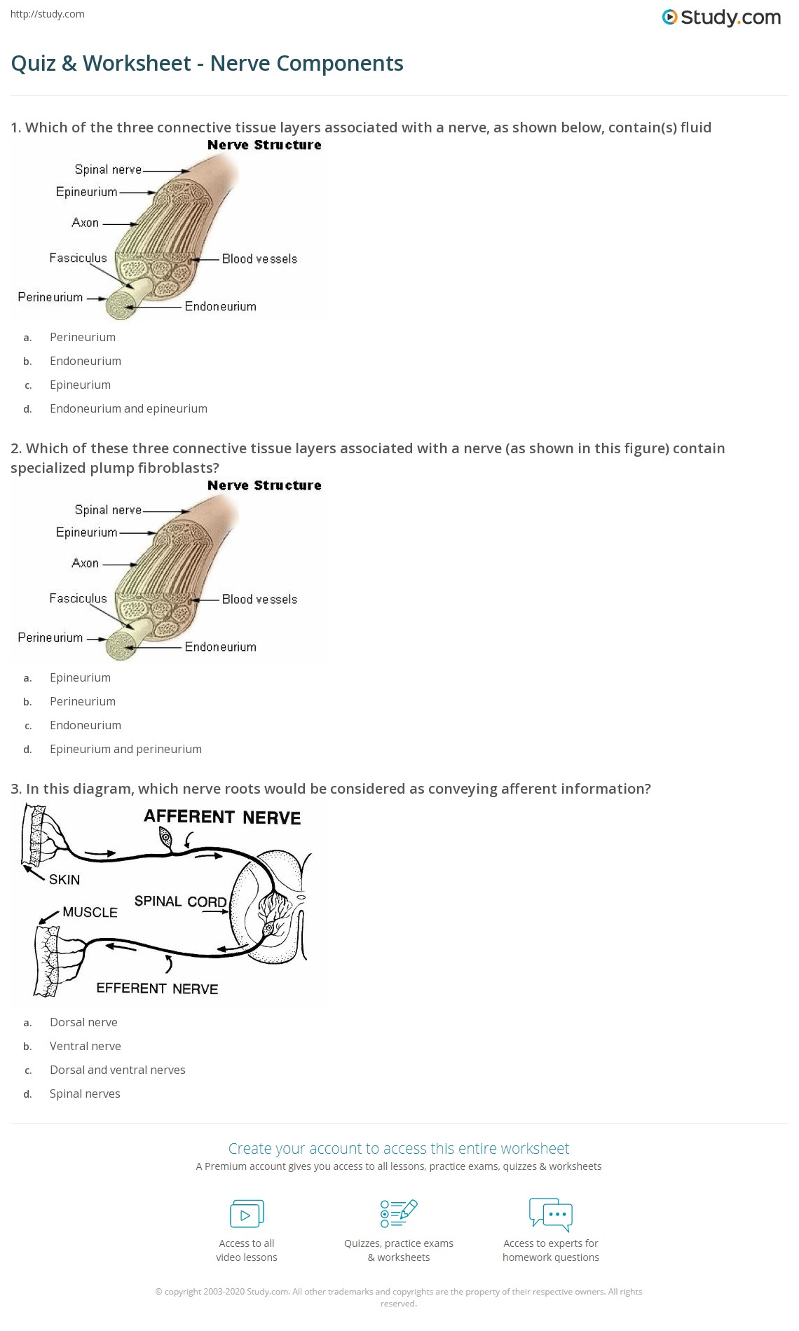 Quiz & Worksheet - Nerve Components | Study.com