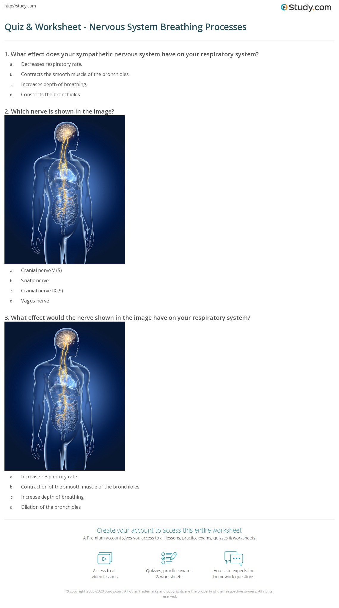 Quiz & Worksheet - Nervous System Breathing Processes | Study.com