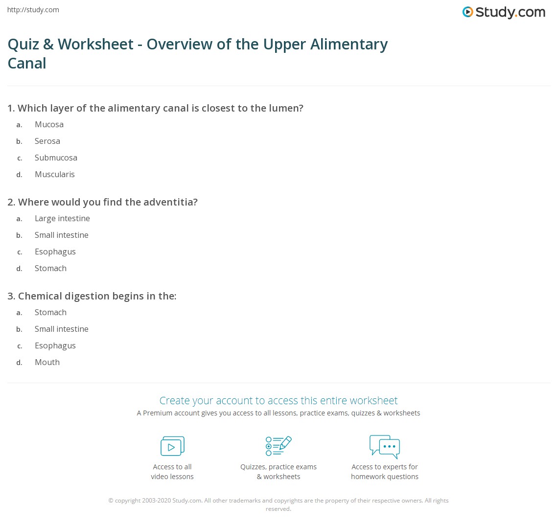 Quiz & Worksheet - Overview of the Upper Alimentary Canal | Study.com