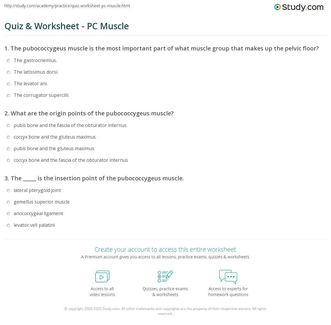 Quiz & Worksheet - PC Muscle | Study.com