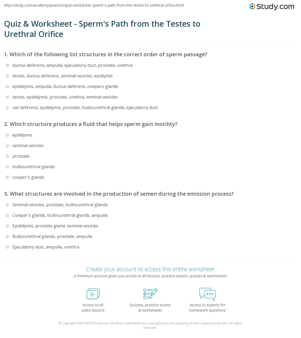 Quiz & Worksheet - Sperm's Path from the Testes to Urethral Orifice ...