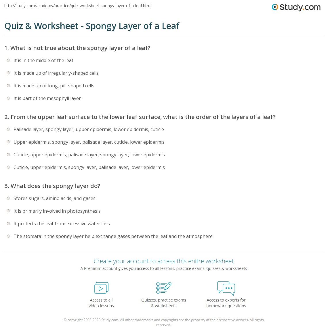 Quiz & Worksheet - Spongy Layer of a Leaf | Study.com