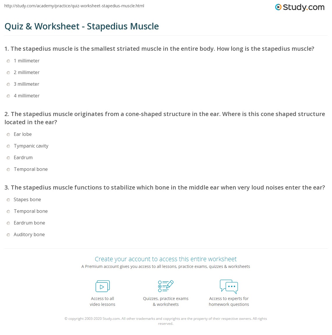 Quiz & Worksheet - Stapedius Muscle | Study.com