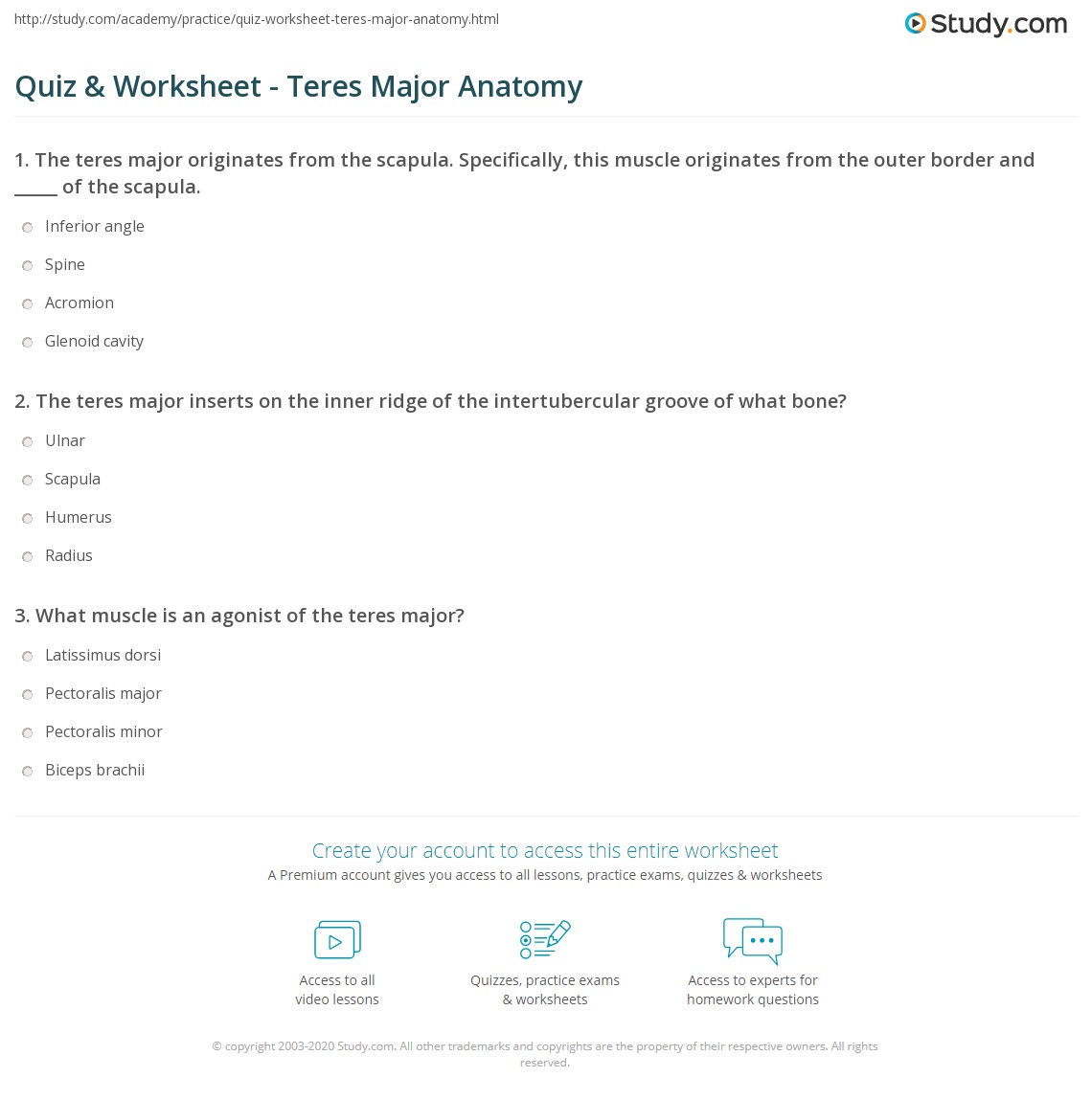 Quiz & Worksheet - Teres Major Anatomy | Study.com