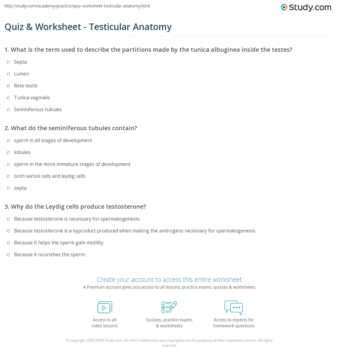 Quiz & Worksheet - Testicular Anatomy | Study.com