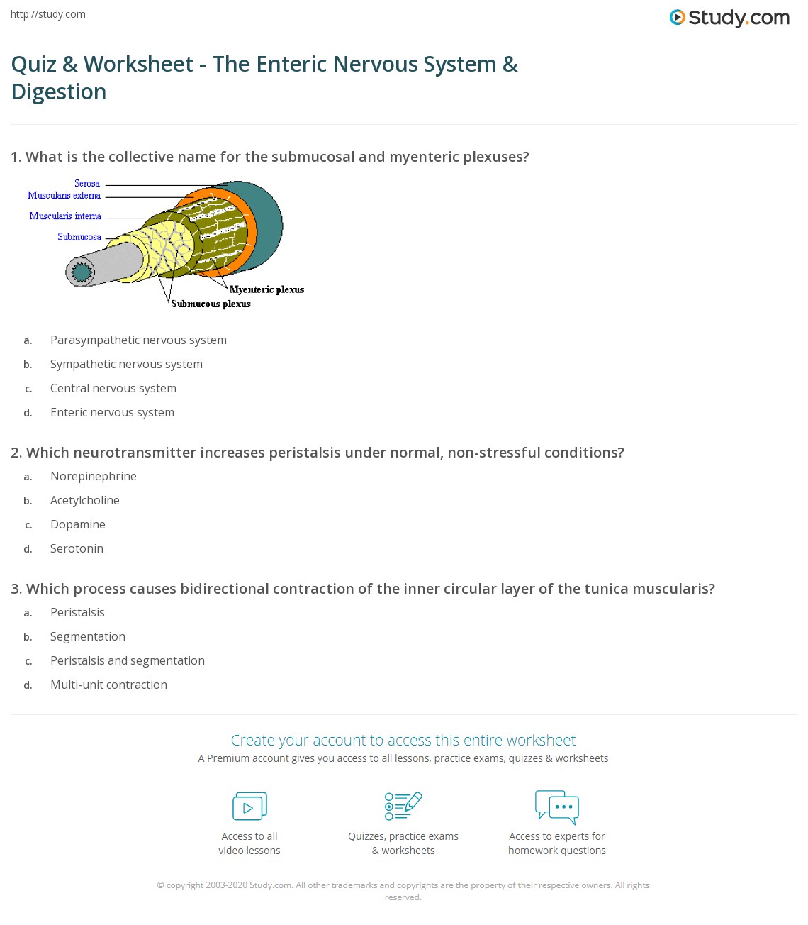 Quiz & Worksheet - The Enteric Nervous System & Digestion | Study.com