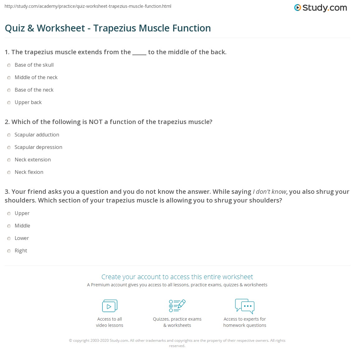 Quiz & Worksheet - Trapezius Muscle Function | Study.com