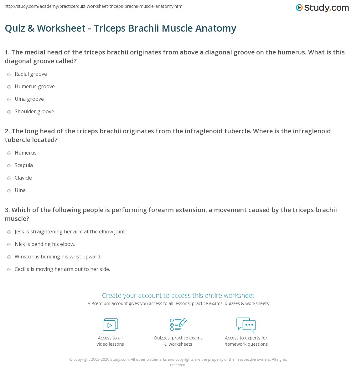 Quiz & Worksheet - Triceps Brachii Muscle Anatomy | Study.com