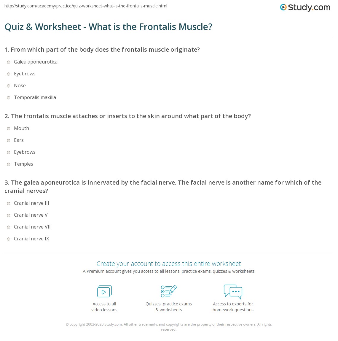 Quiz & Worksheet - What is the Frontalis Muscle? | Study.com