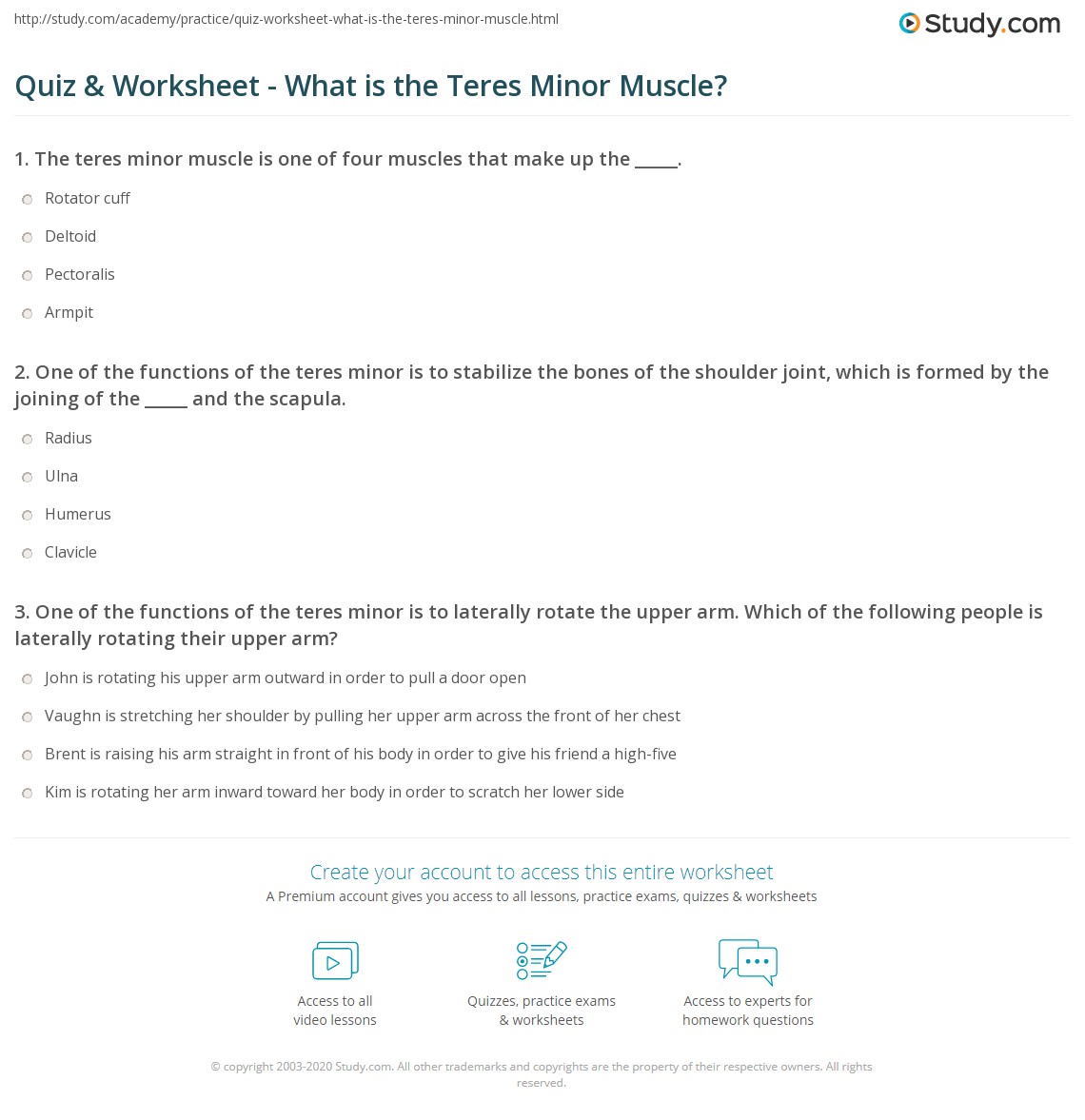 Quiz & Worksheet - What is the Teres Minor Muscle? | Study.com
