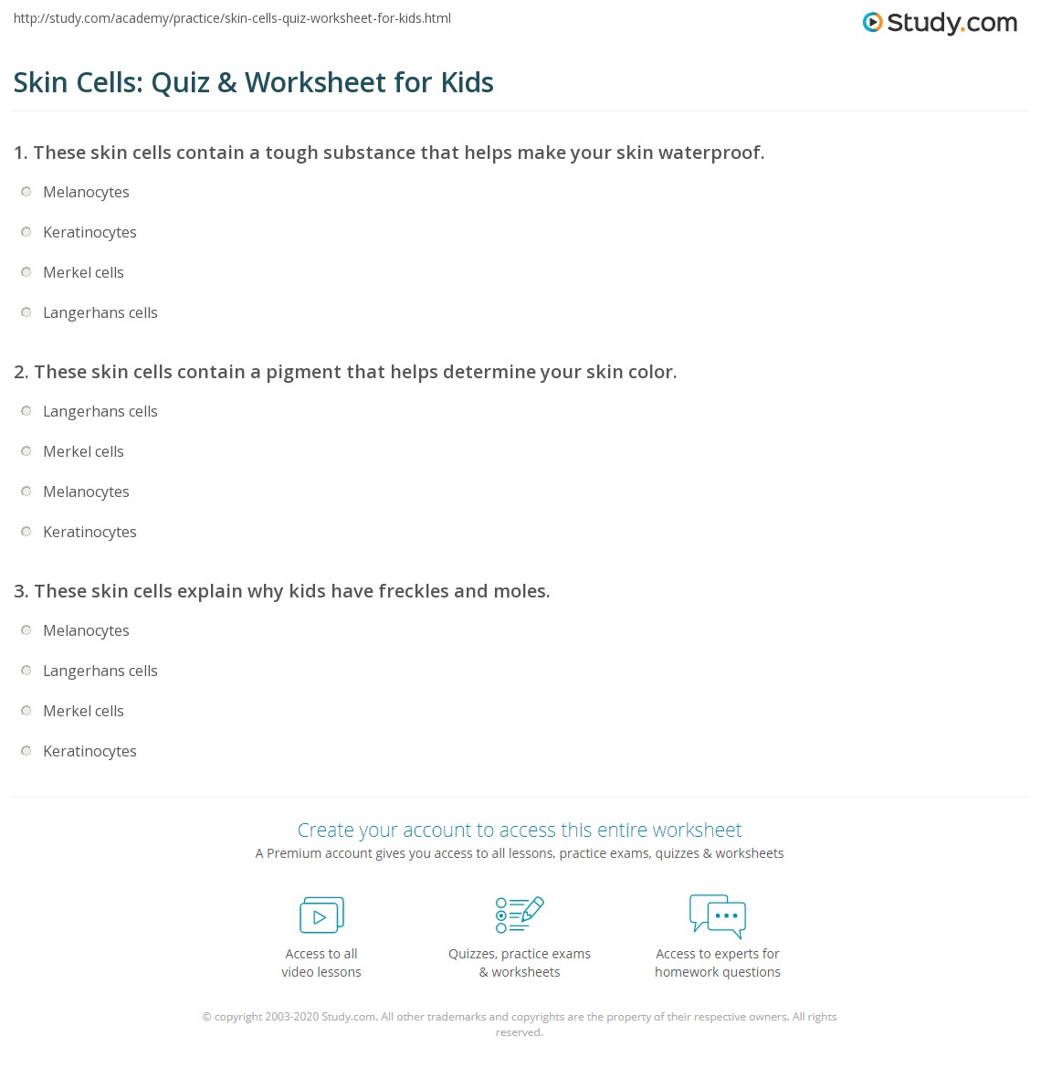 Skin Cells: Quiz & Worksheet for Kids | Study.com