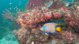 Oceanography Definition, Facts & Examples - Lesson | Study.com