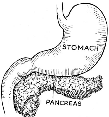 Calmodulin Structure, Function & Examples | Study.com