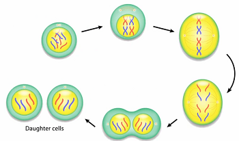Oocyte Definition, Cell Division & Life Cycle - Lesson | Study.com