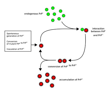 Viruses, Viroids & Prions | Overview & Examples - Lesson | Study.com