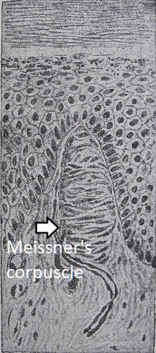 Touch & Cutaneous Sensations: Structure & Receptors | Study.com