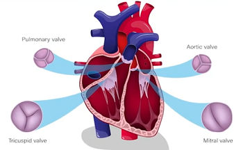 Blood Flow Through Heart Valves
