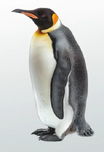 Facts About Penguins for Kids - Lesson | Study.com